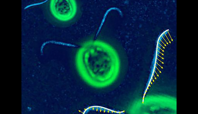 JGI@25: The Little Alga That Could | Joint Genome Institute