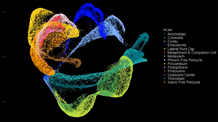 A Plant Root Atlas for Tracking Developmental Trajectories | Joint ...