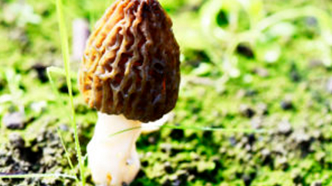 Triggering Morel Fruiting | Joint Genome Institute
