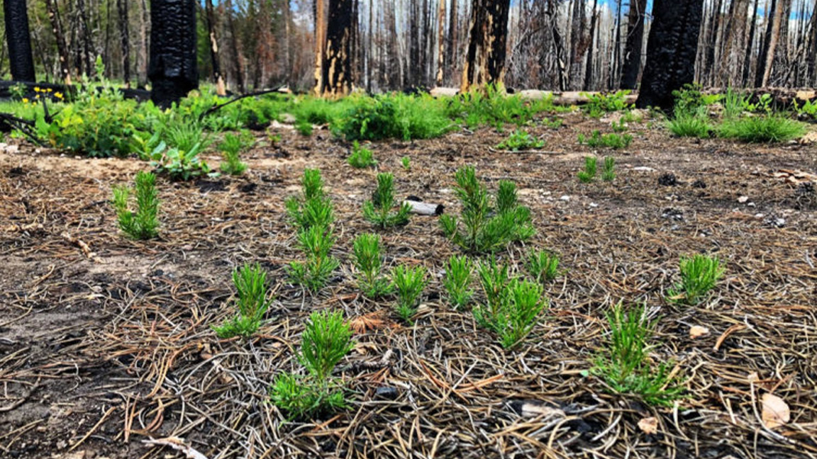 Understanding Wildfire Recovery, Starting in Soil | Joint Genome Institute