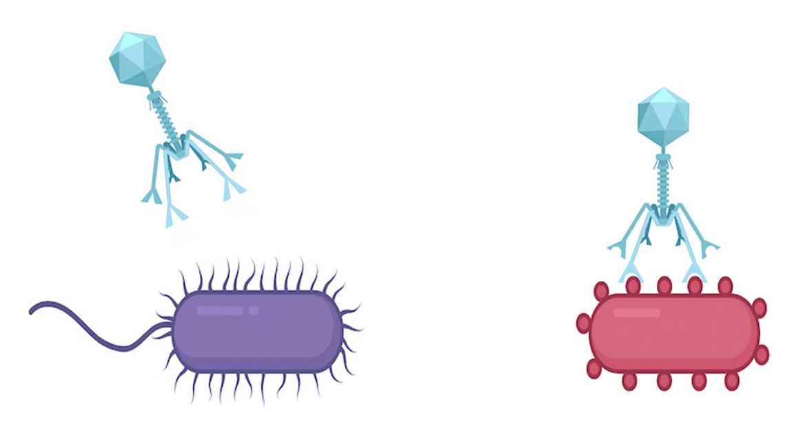 A Natural Mechanism Can Turbocharge Viral Evolution | Joint Genome ...