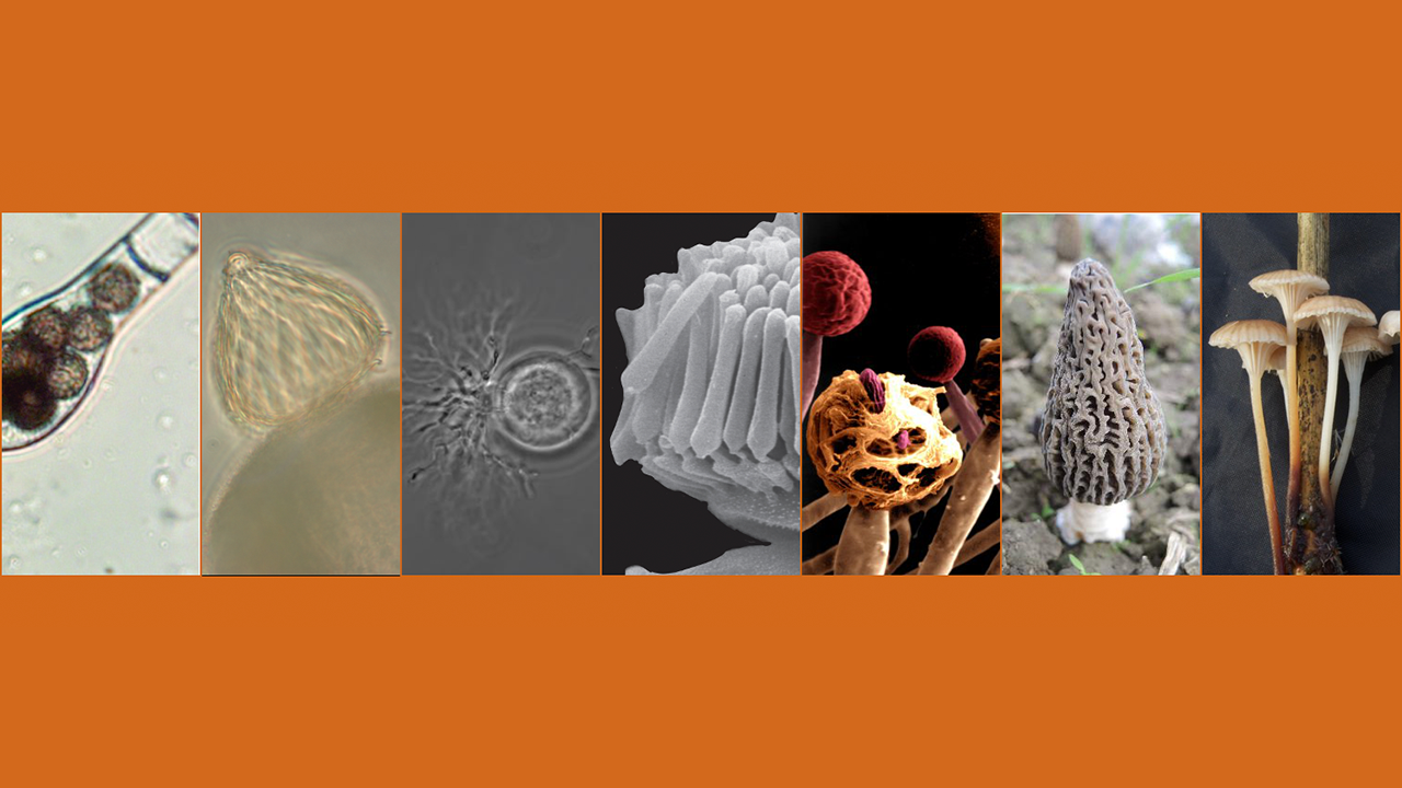 Mapping the Earth’s Hidden Fungal Kingdom | Joint Genome Institute